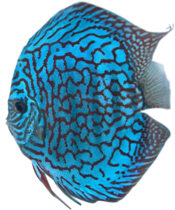 Brisbane Discus - Premium Discus & Aquarium Fish