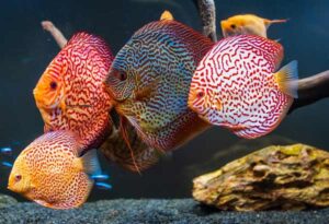 Home - Brisbane Discus & Aquariums