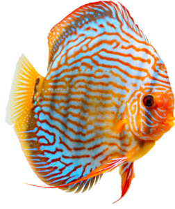 About - Brisbane Discus & Aquariums