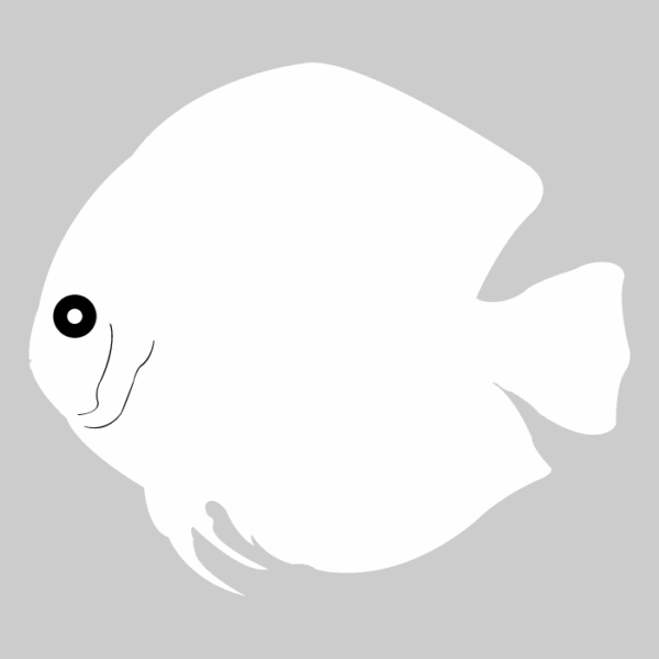 Fish - Rainbow Fish - Brisbane Discus & Aquariums